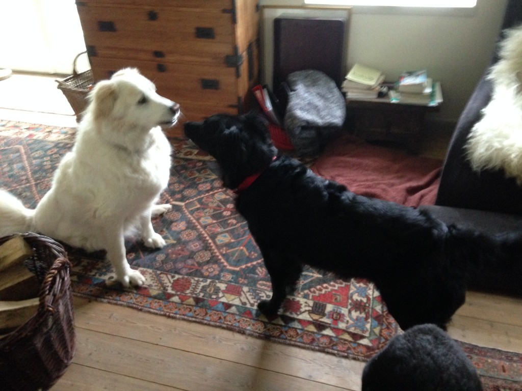 Animal Land Pet Movers - Pet Relocation to Denmark